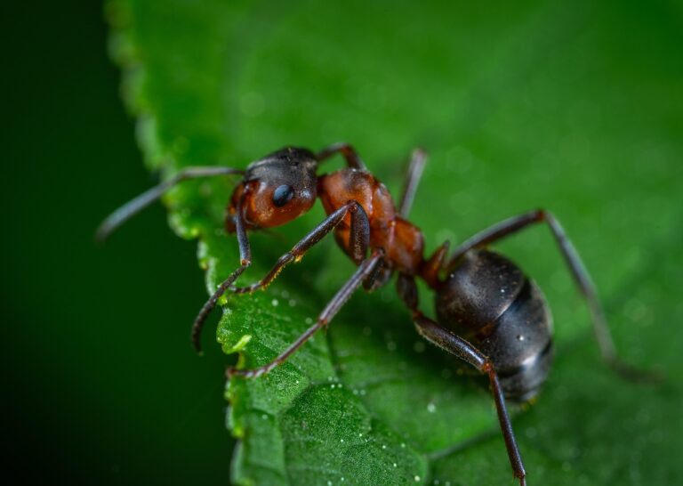 British Ants – Ant Keeping Made Easy - British Ants